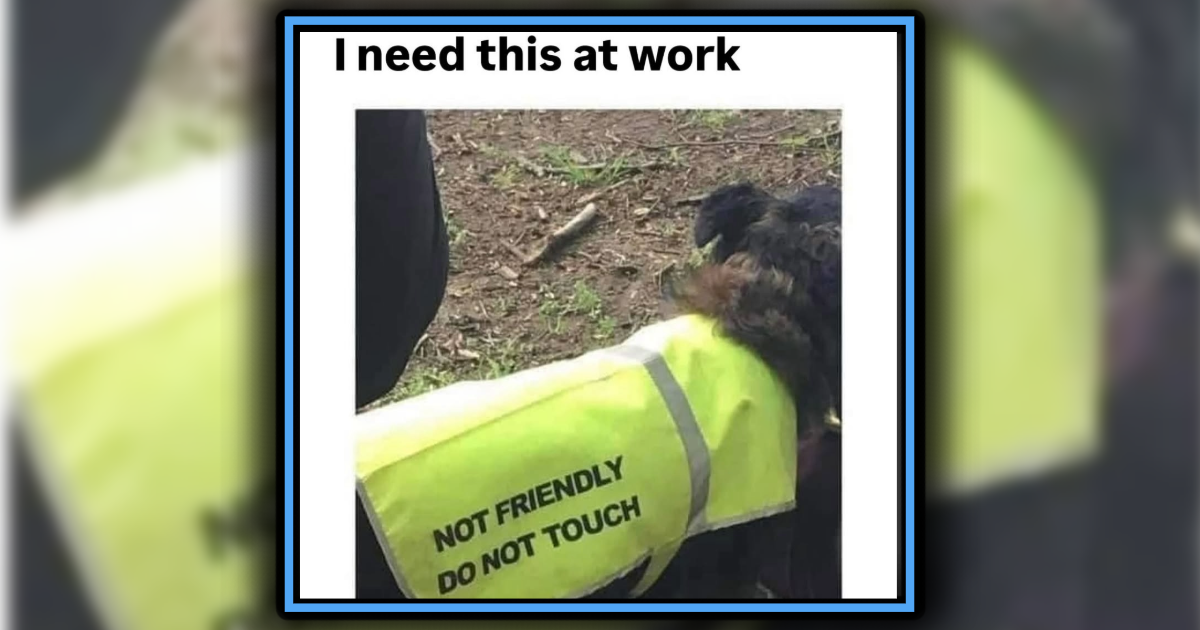 25 Sassy Animal Memes for Corporate Coffee Guzzlers Getting in Gear for ...