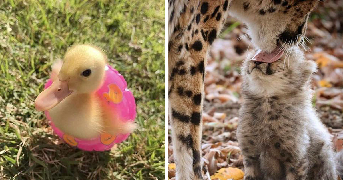 24 Itty Bitty Cute Baby Animals To Bring A Smile To Your Face (April 6 ...