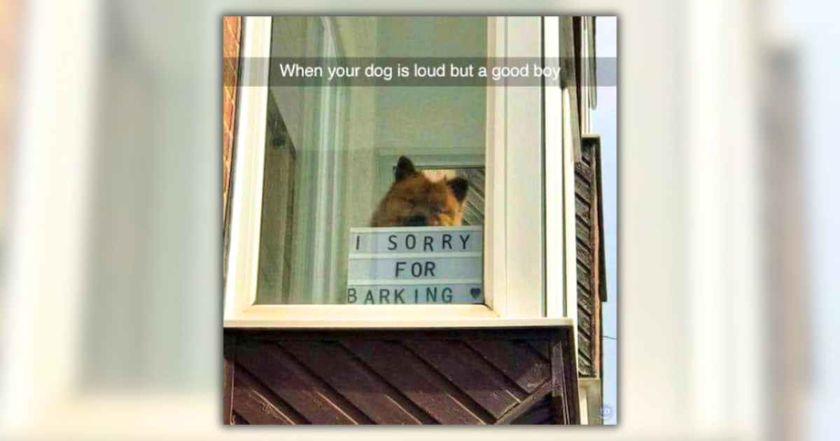23 Blissful Borking Memes That'll Get You Laughing With Woofs Like a ...