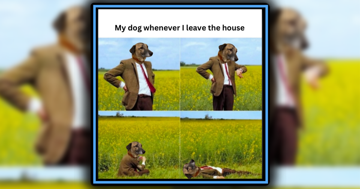 24 Dopey Doggo Memes for Your Mid-Week Mental Massage - Animal Comedy ...