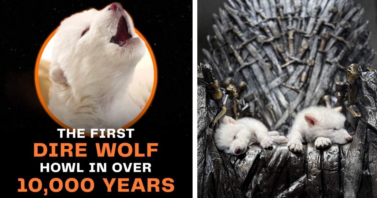 What could go wrong?: Scientists brings back two Dire wolf puppies from ...