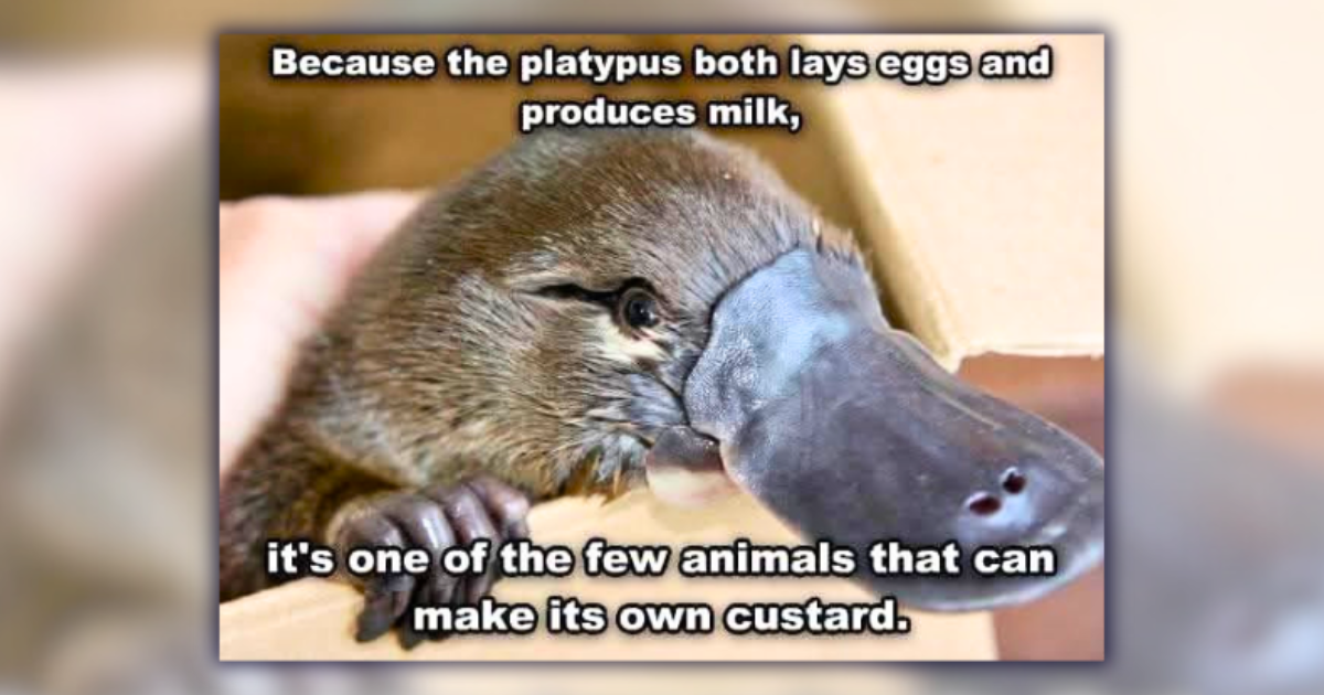 25 Silly Animal Memes Fetching Feral Humor for Hoomans This Weekend ...