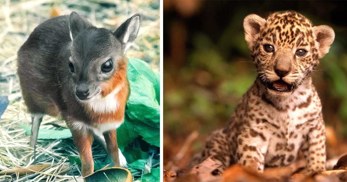 20 Itty Bitty Cute Baby Animals To Bring A Smile To Your Face (April 13 ...