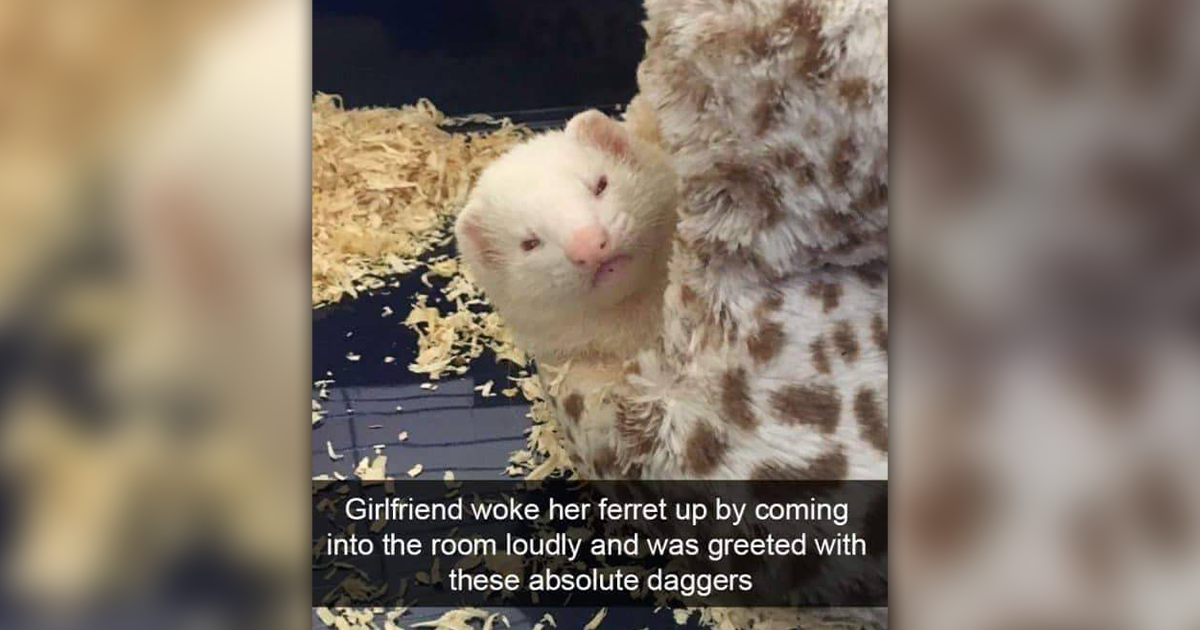 24 Silly Animal Memes and Snaps to Help Start Your Day off with a ...