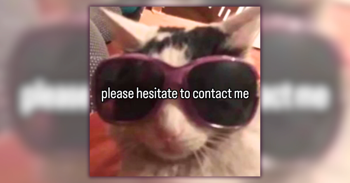 24 Cat Memes Who Will Never Go to Work, an Email Will Never Find Them ...