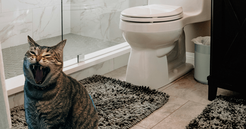Entitled cat owner lets cat vomit in bathroom, guilt trips roommate who ...