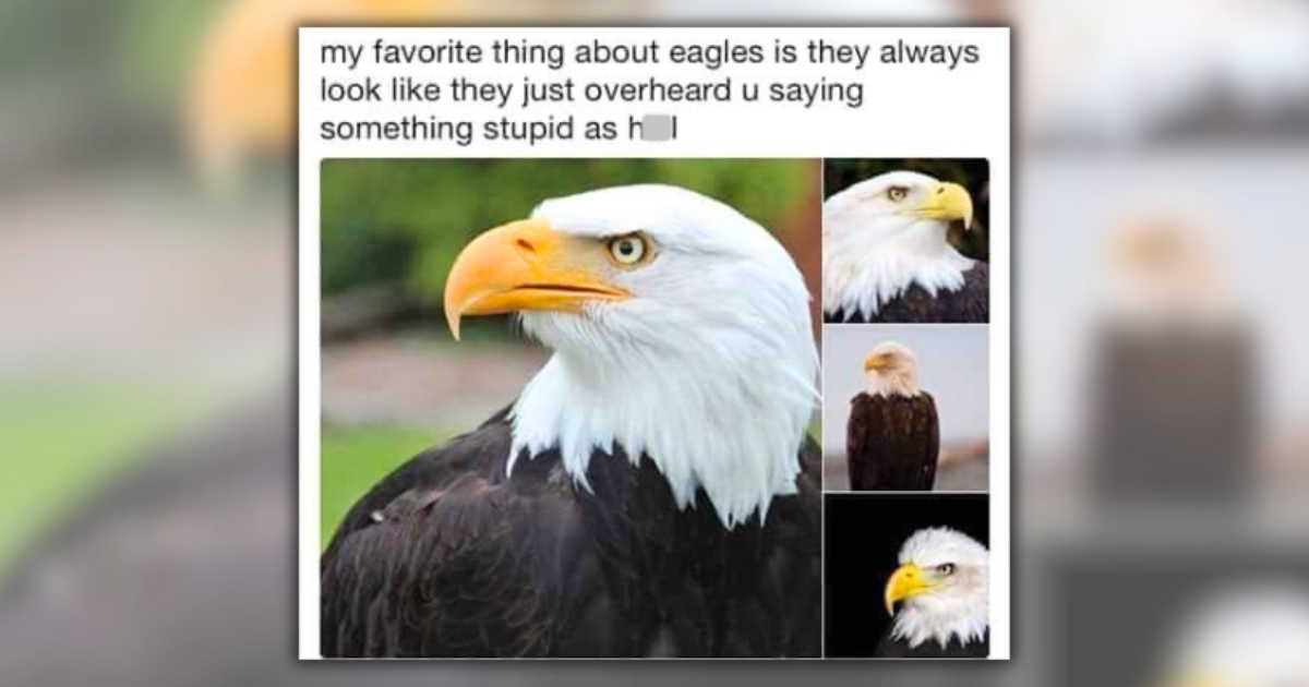 Raptor Roger Memes Memebase Raptor All Your Memes In Our Base