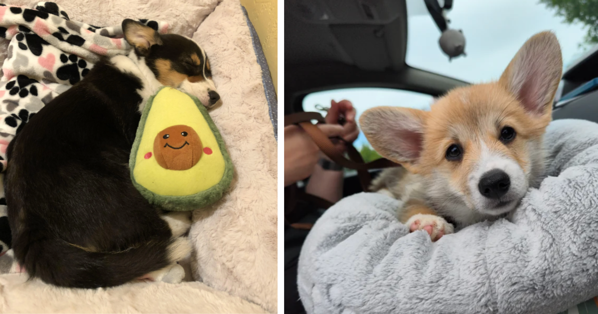 A Corgi-licious Concoction of Cuteness From 24 Cuddly Canine Corgi Cubs ...