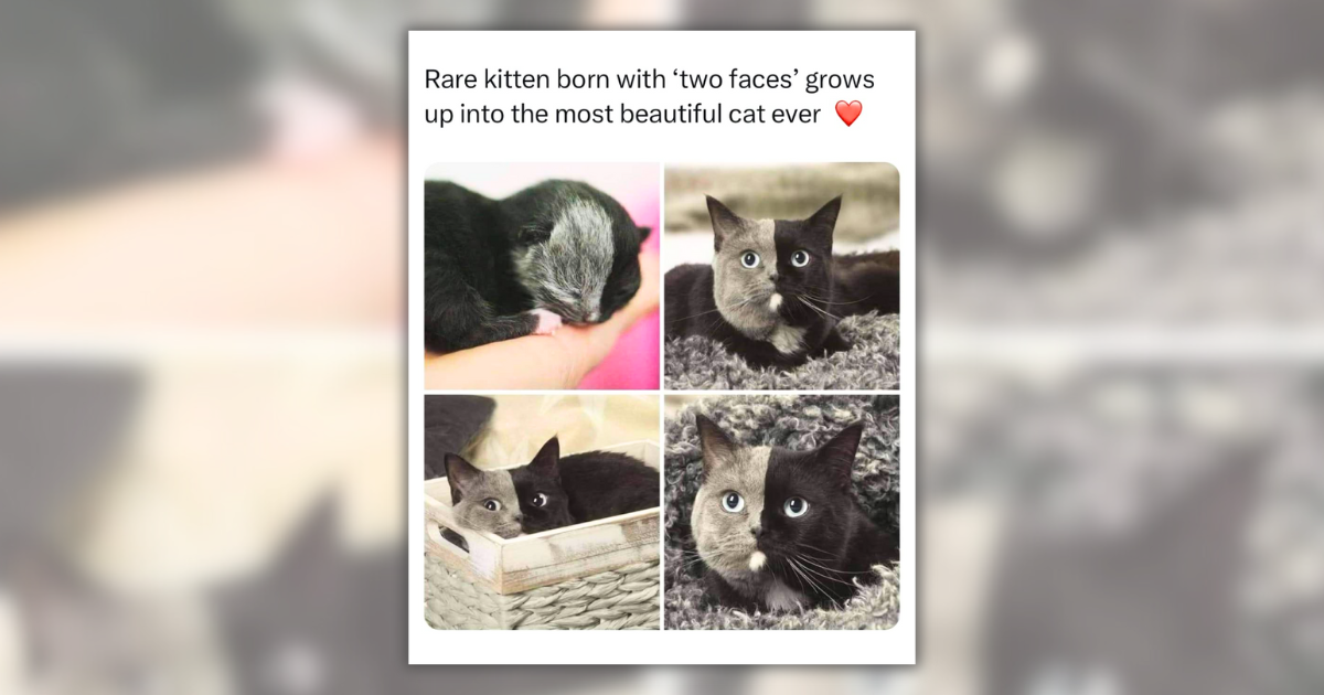 22 Meowgnificent Felines With Unique Fur Patterns in the Form of ...