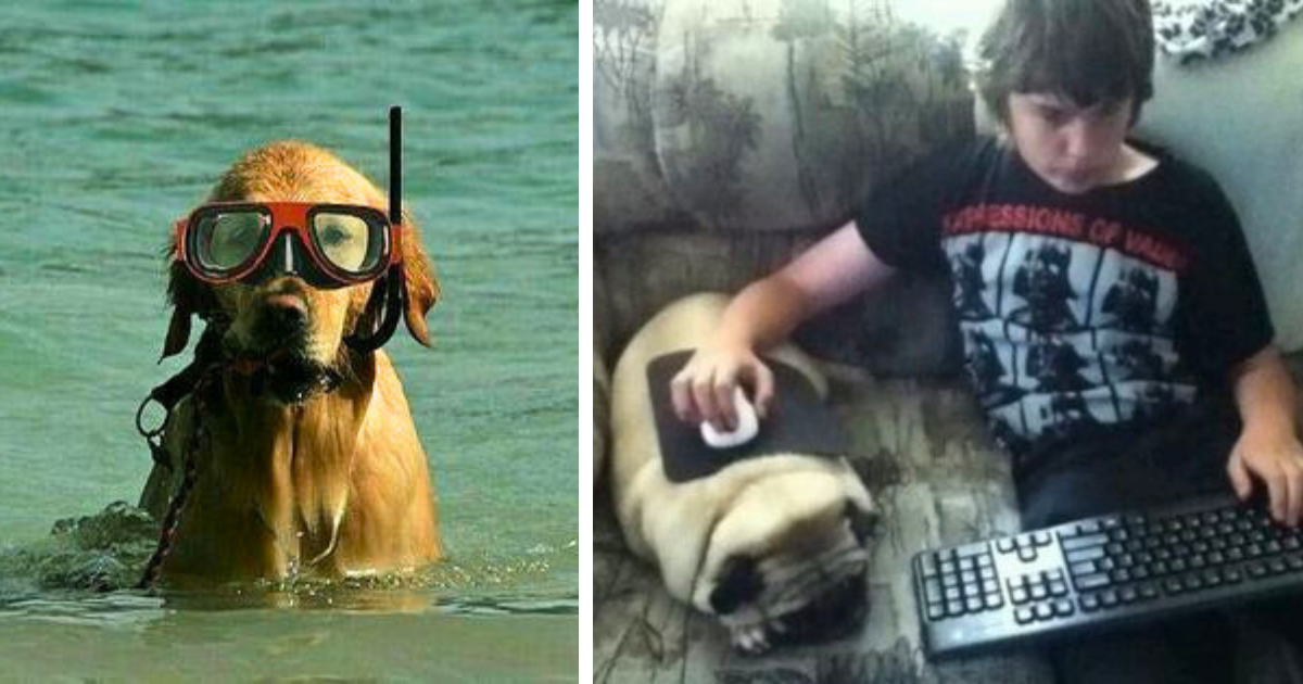 24 Woofing Wholesome Doggo Pictures That'll Help You Woof With Laughter ...