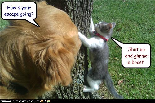 How's your escape going? - I Can Has Cheezburger?