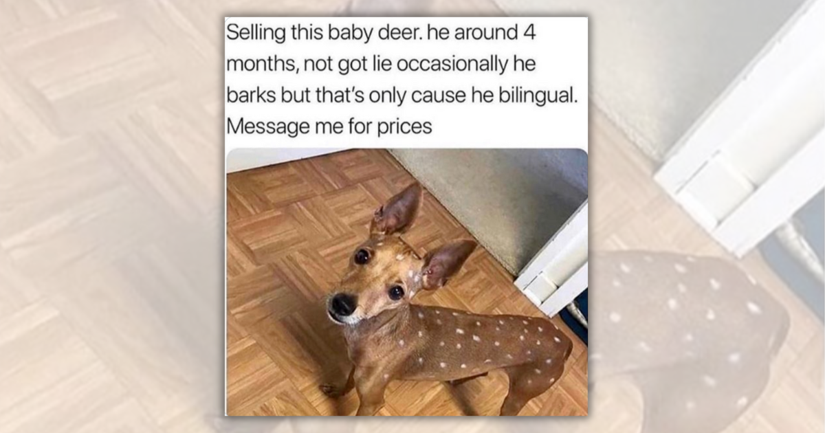 Wholesome Helping of Animal Funnies to Start Your Weekend on the Right ...