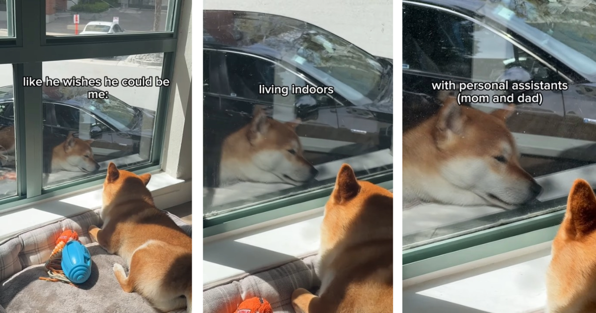 Dive Into a Drawwmatic Day in the Life of This Sweet and Sleepy Shiba ...