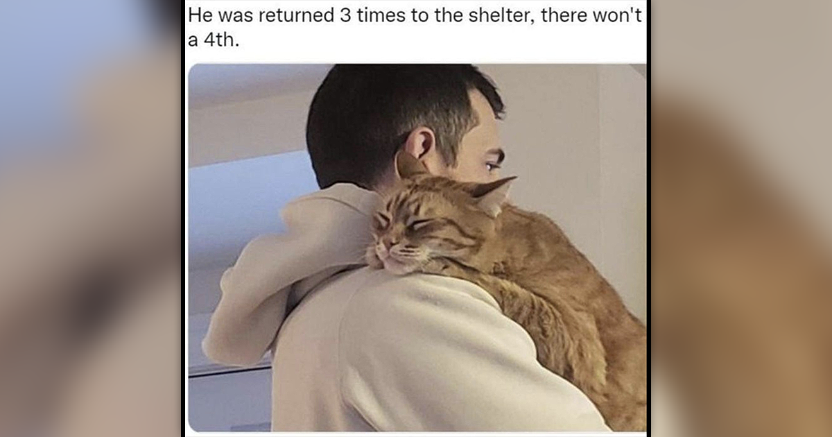 24 Soft and Comforting Cat Memes for a Purrfect Caturday - I Can Has ...
