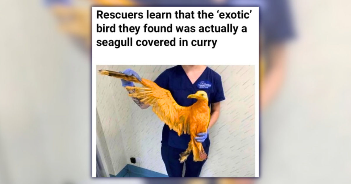 Friday Frenzy of 23 Bonkers Bird Memes Creating Chaotic Atmosphere in ...