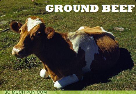 Puns - cow - Funny Puns - Pun Pictures - Cheezburger