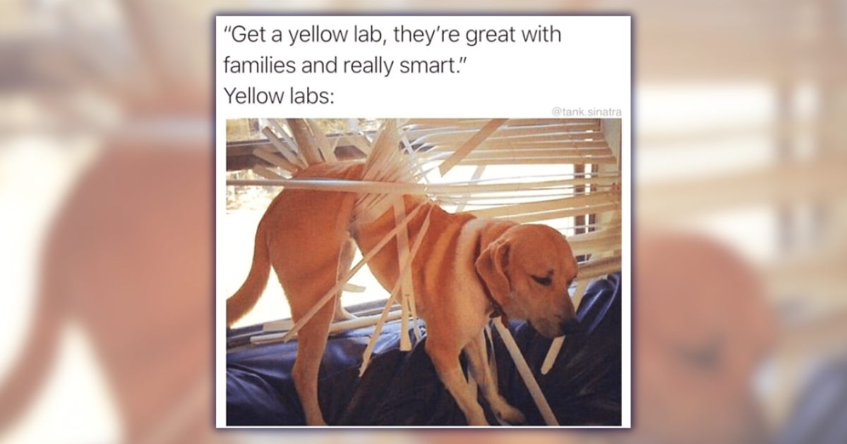 Dogs Playing Fetch With 22 Memes to Uplift Your Mood to End the Week ...