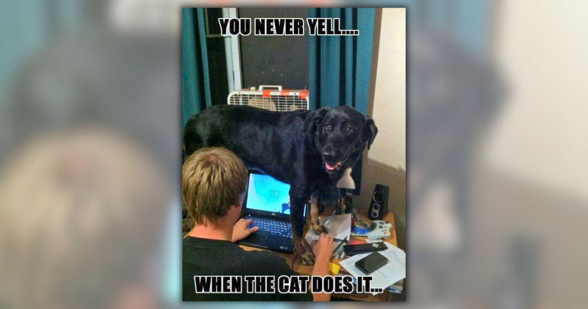 24 Dog Memes for Work-From-Home Pawrents Who Want to Snuggle Their Dog ...