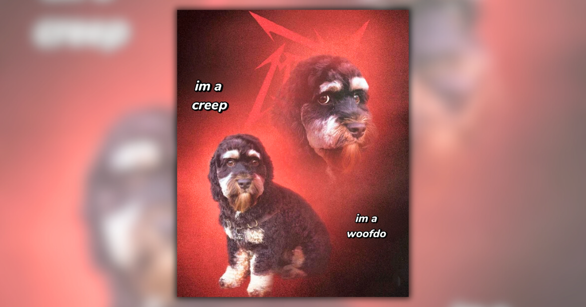 21 Dog Memes for the Outcasts and Weirdos Who Want Everyone to be ...