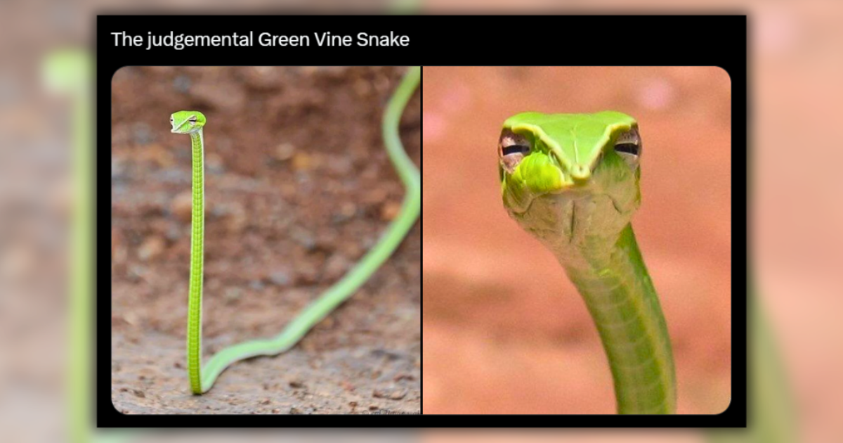 25 Mood Lifting Memes for Animal Aficionados Who Need Feral Friday ...