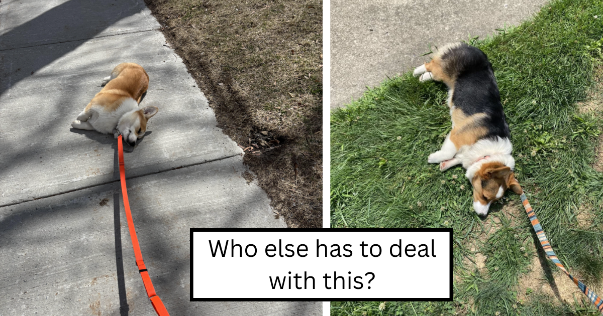 25 Hilarious Corgi Canines Channeling Their Inner Couch Potato With ...