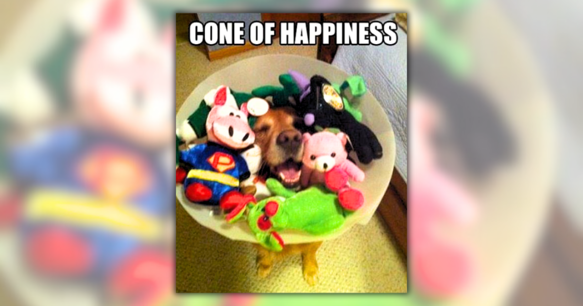 23 Precious Pupper Memes to Puplift Your Mood With Dogs - Animal Comedy ...