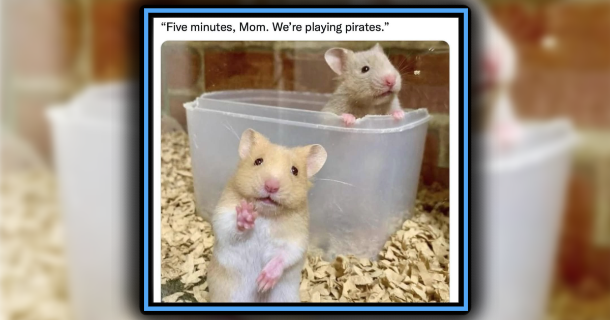 24 Cute Critters, Certified to Calm You Down - Animal Comedy - Animal ...