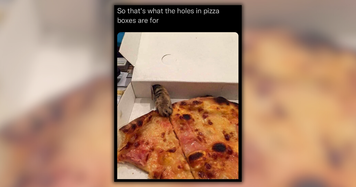 Cast Your Monday Crust Away With These 25 Cheesy Cat Memes - I Can Has ...