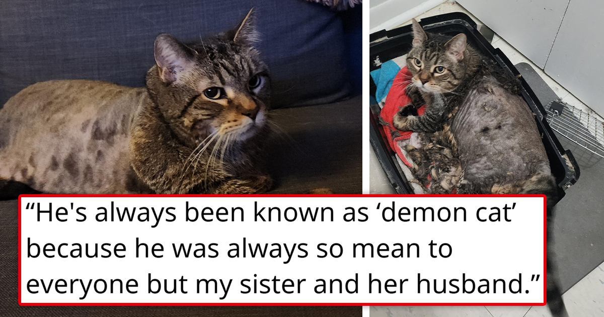 Woman rescues her hoarder sister's senior "demon cat" after she passes ...
