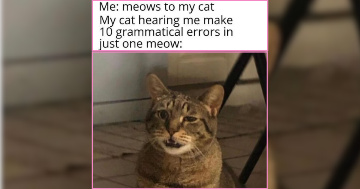 22 Animal Memes for Cute Cat Ladies and Darling Dog-Owning Women ...