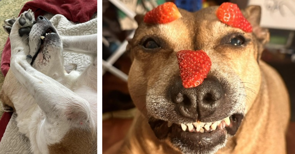 Animal Comedy - weirdo - Animal Comedy - Animal Comedy, funny animals ...