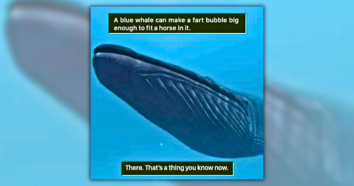 22 Deep Sea Memes Bubbling Up From the Abyss to Brighten Your Surface ...