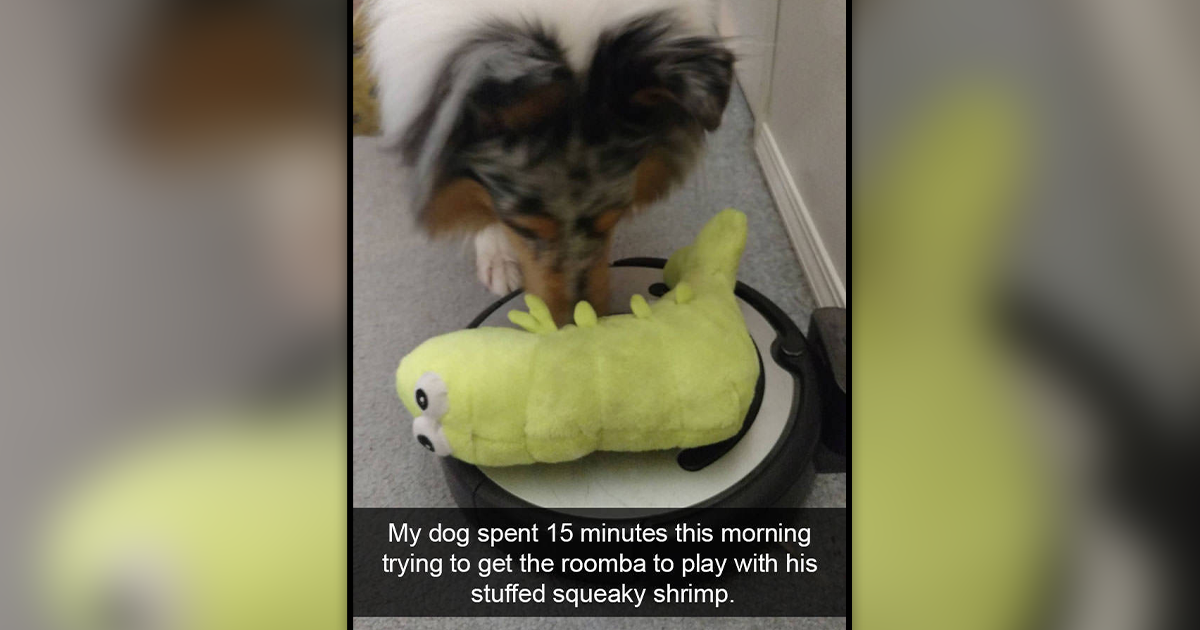 24 Silly Animal Memes and Snaps to Help Start Your Day off with a ...