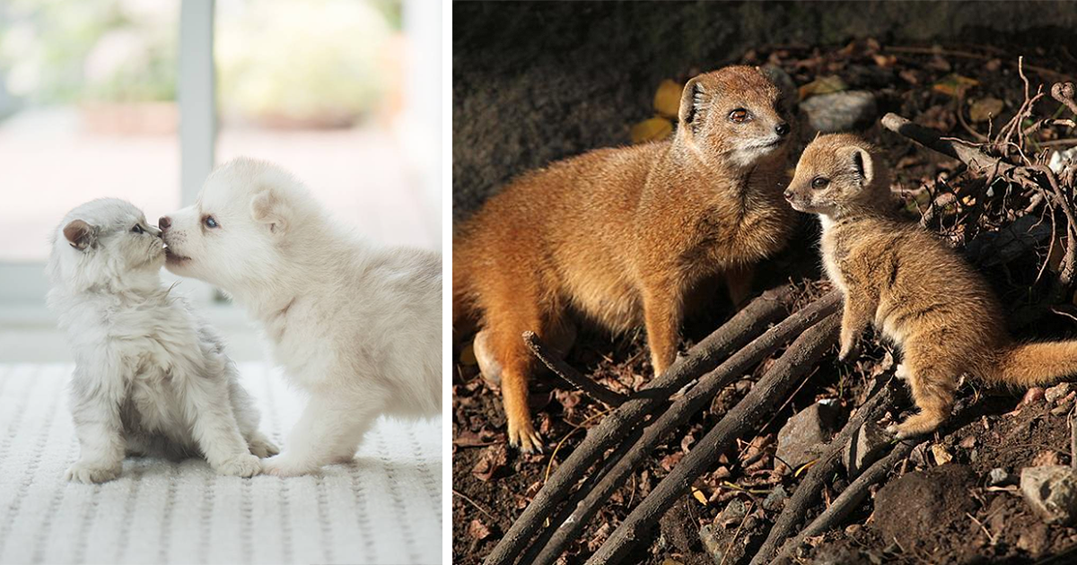22 Itty Bitty Cute Baby Animals To Bring A Smile To Your Face (May 4 ...