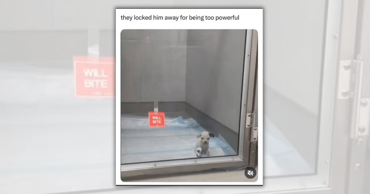 23 Mood-Lifting Dog Memes Because Life is Ruff - Animal Comedy - Animal ...