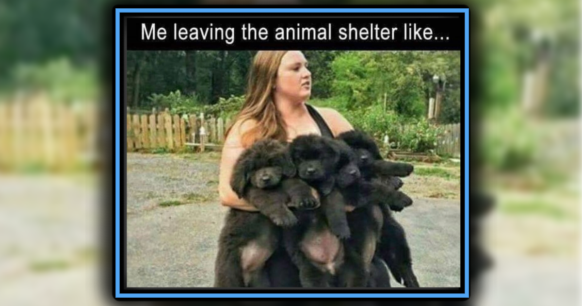 20 Howlarious Doggo Memes for Pawrents Who Need a Mid-Week Mood Boost - Animal Comedy - Animal ...