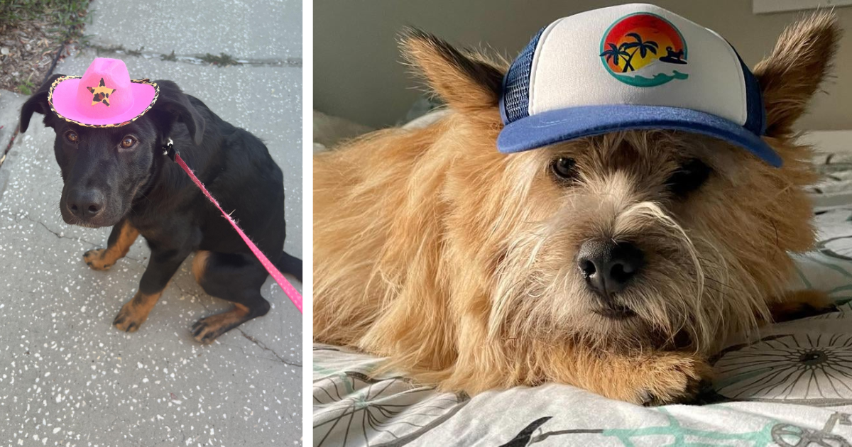 A Paw-some Collection of 28 Hat-Wearing Hounds to Brighten Your Day ...