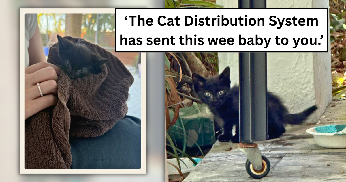 '[I] never had a cat, so this is new to me': A smol void kitten wanders ...