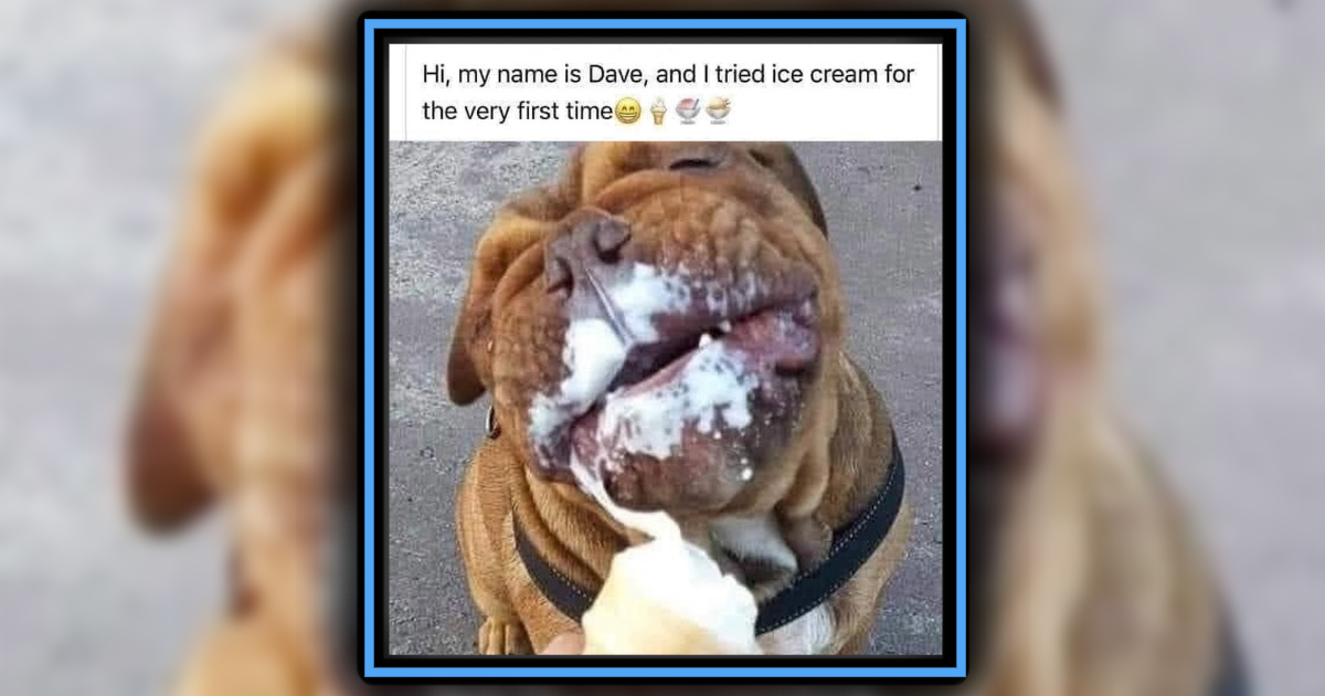 25 Delectable Dog Meme Treats to Satisfy Your Sweet Snack Cravings ...