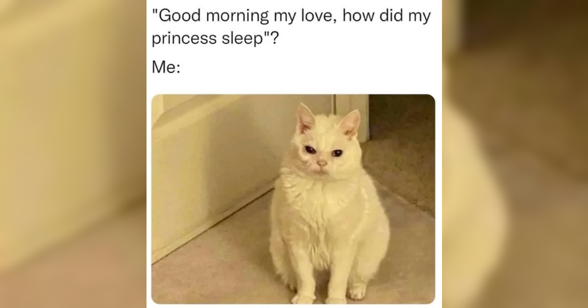 Memebase - funny cat memes - All Your Memes In Our Base - Funny Memes ...