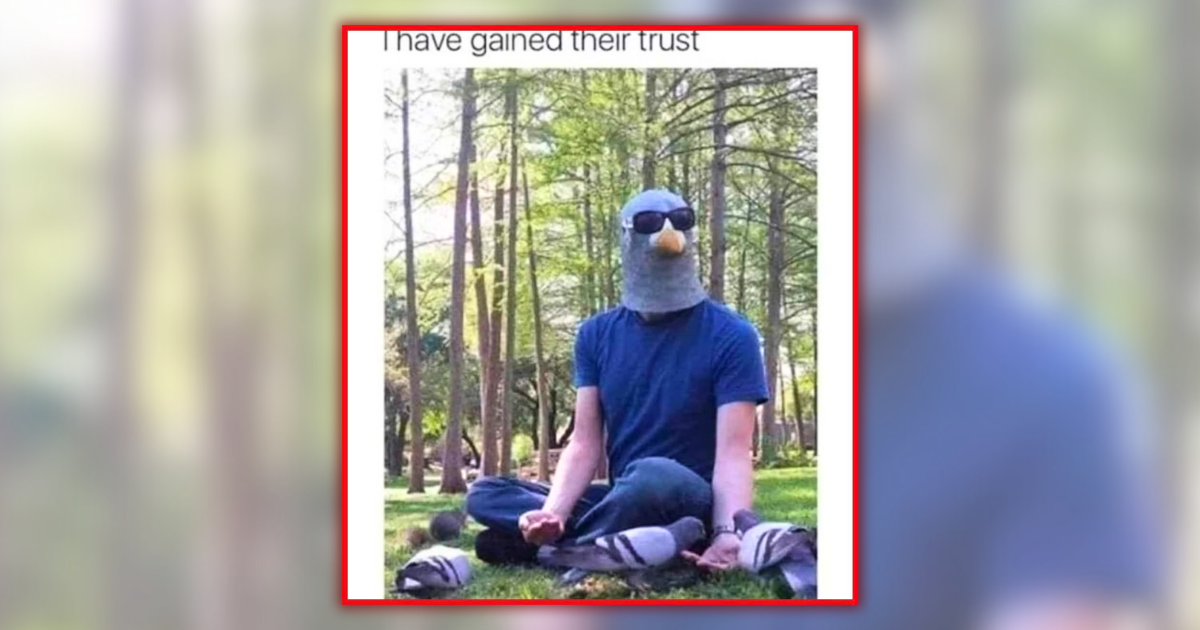 25 Bird Memes for People Who Want to Fly Away to Funny Land - Animal ...