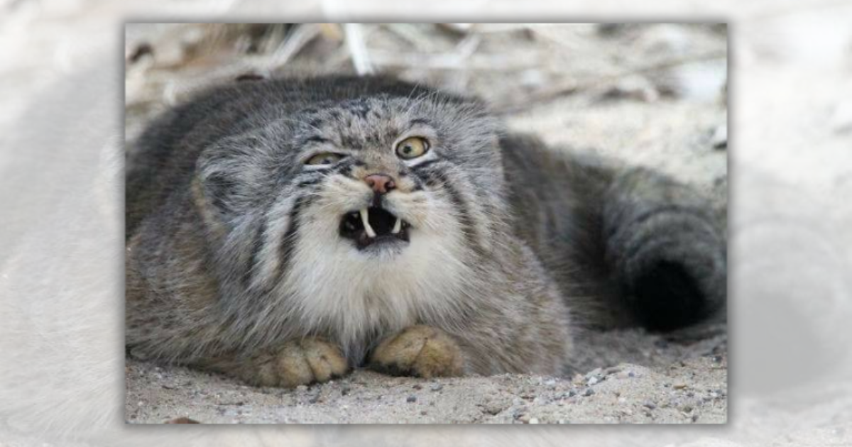 22 Unflattering Animal Photos That'll Make You Giggle like a Howlarious ...