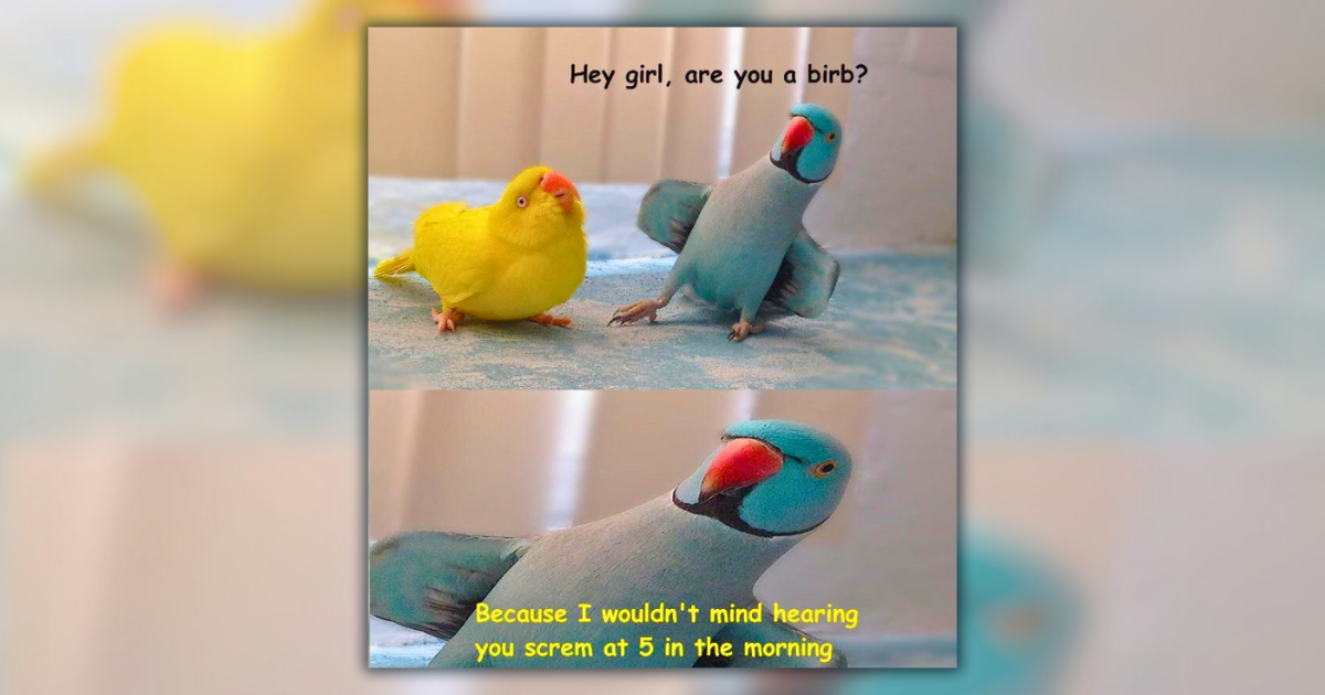 22 Coo-Coo Parrot Memes for People Who Want to Scream This Monday ...