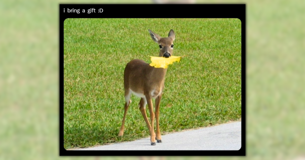 21 Fawn-Tier Funnies for People Who are One Startled Noise Away From ...