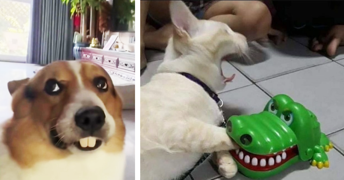 20 Side-Splitting Animal Sillies to Soothe Your Soul - Animal Comedy ...