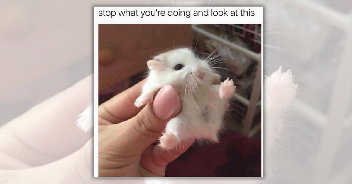 28 Wholesome Animal Memes to Uplift Your Vibe from Moan-day to Monday ...