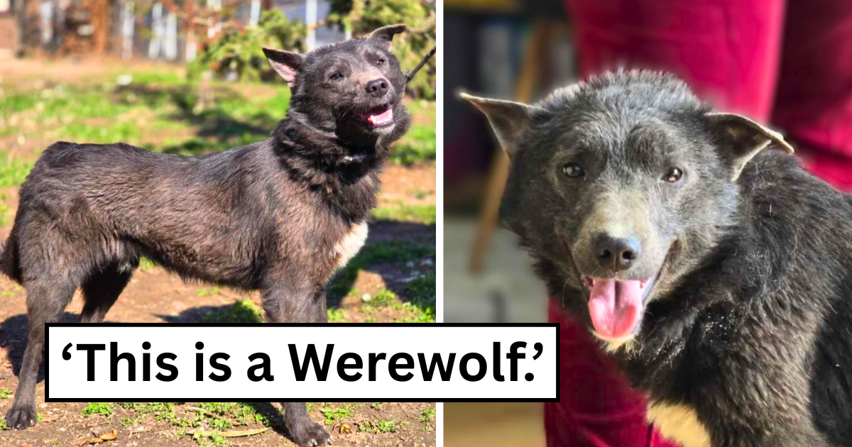 'A week from the adoption he will turn back into a human, then there's ...