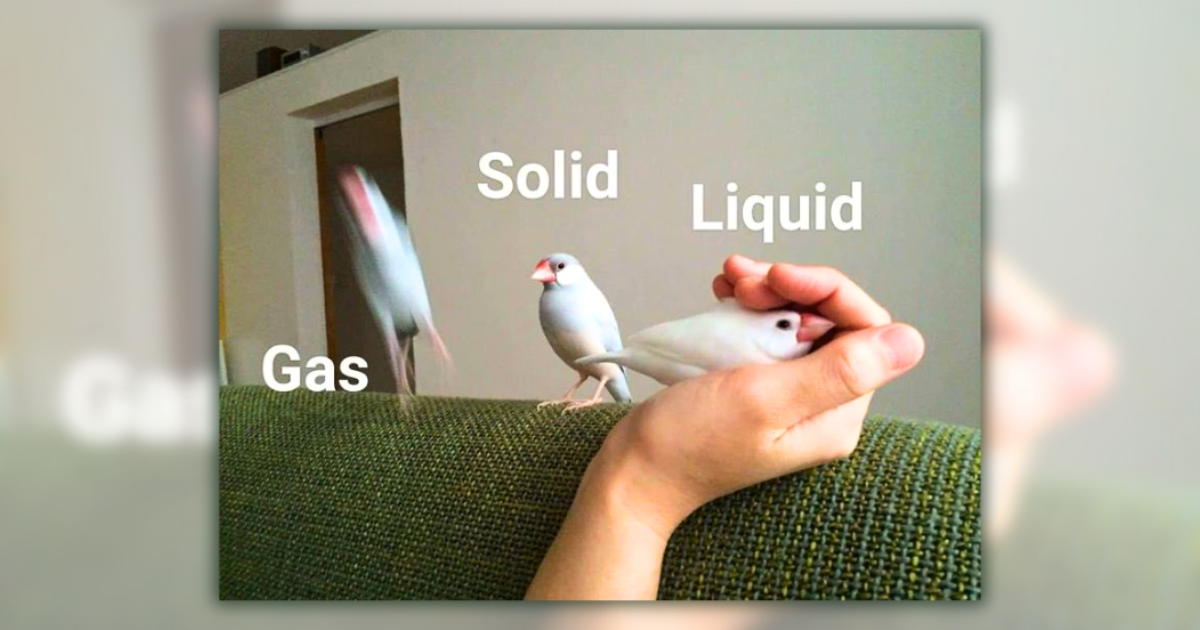 26 Domesticated Animal Memes Bringing Comedy for the Comfort of Your ...