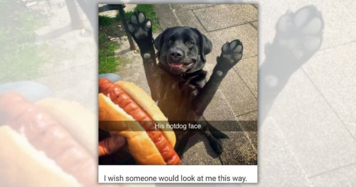 Vitamin Doggo: 28 Cute Canine Memes to Pawfectly Prescribe You a Howl ...