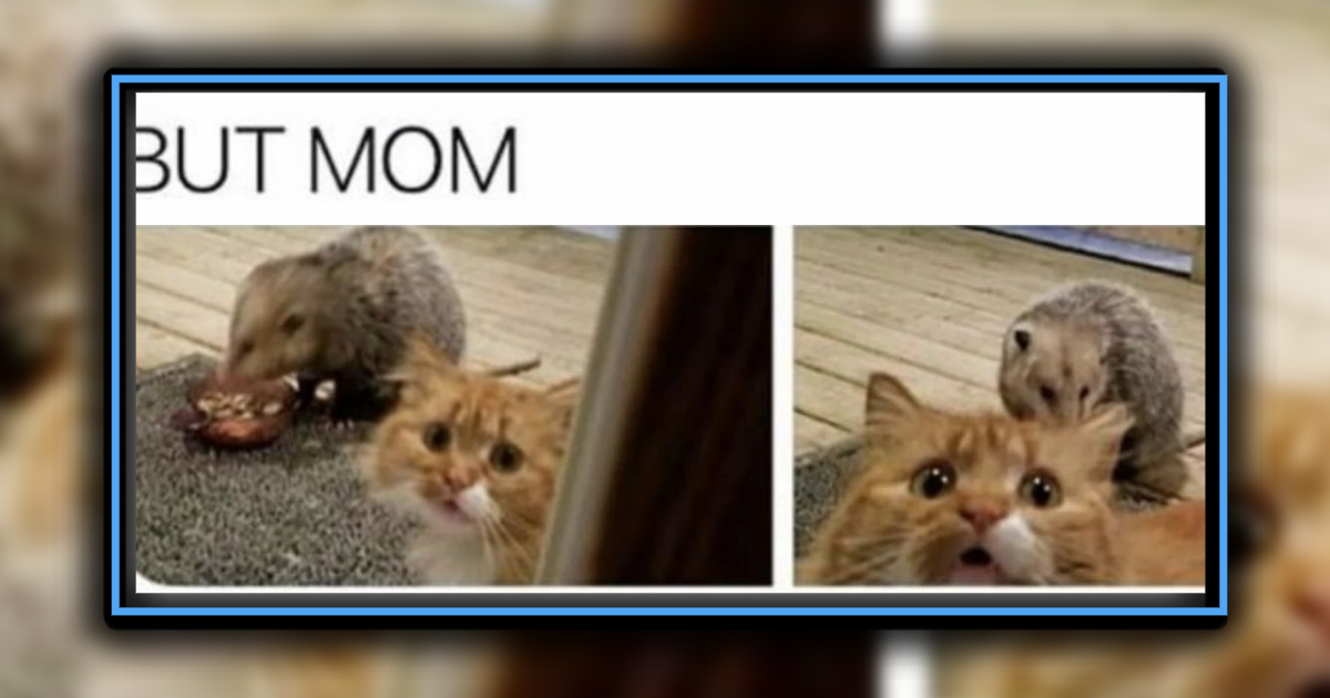 25 Mood-Boosting Animal Memes Fur Frustrated Hoomans Who Need Some ...